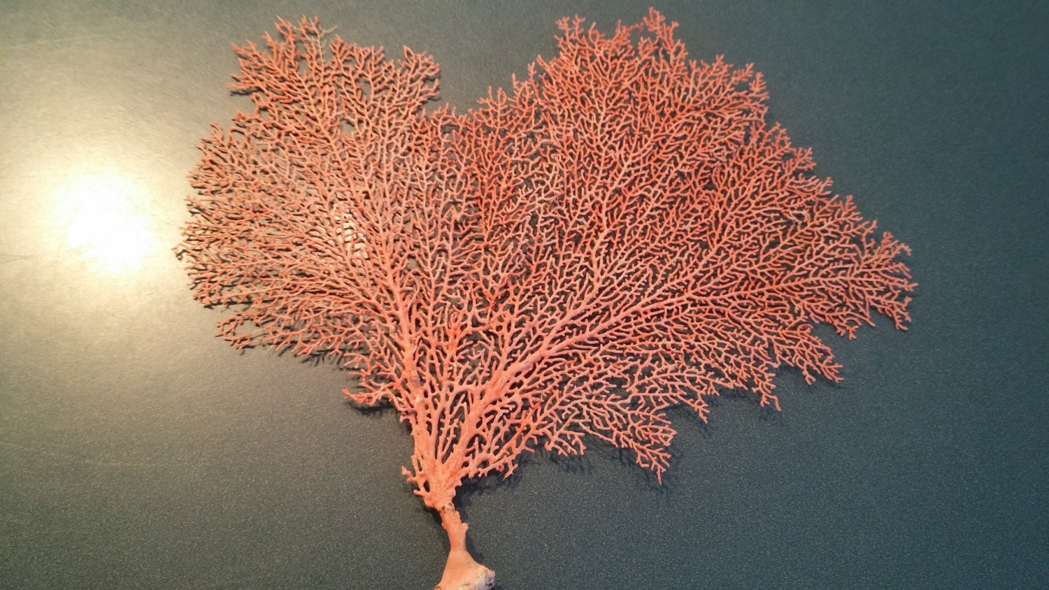 Sea Fan Coral for sale| 82 ads for used Sea Fan Corals