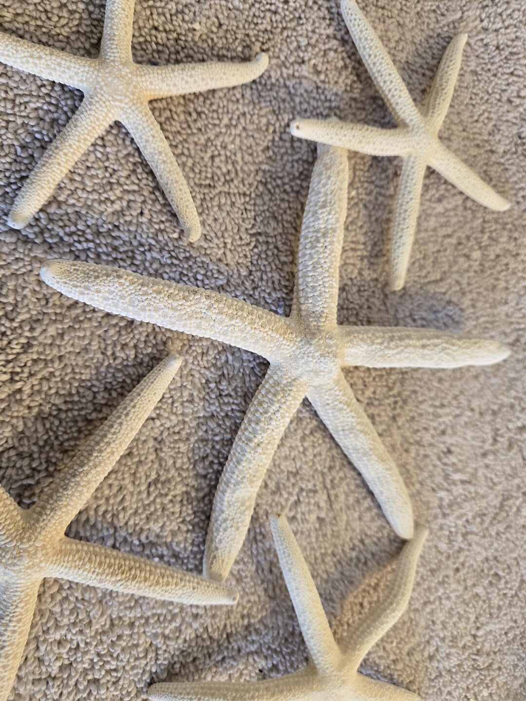 XXL XL Pencil Starfish Finger Starfish Extra Large Linckia Sea Stars 6 ...