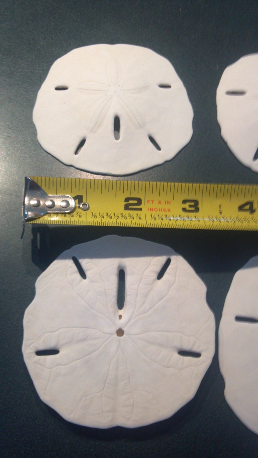 1 to 10 Pieces Real Sand Dollars Sanddollars 2 3/8 to | Etsy