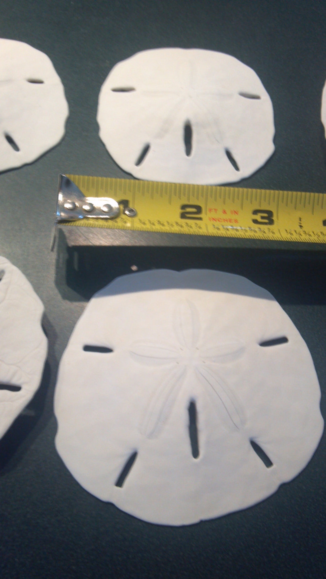 1 to 10 Pieces Real Sand Dollars Sanddolars 3 to 3 - Etsy