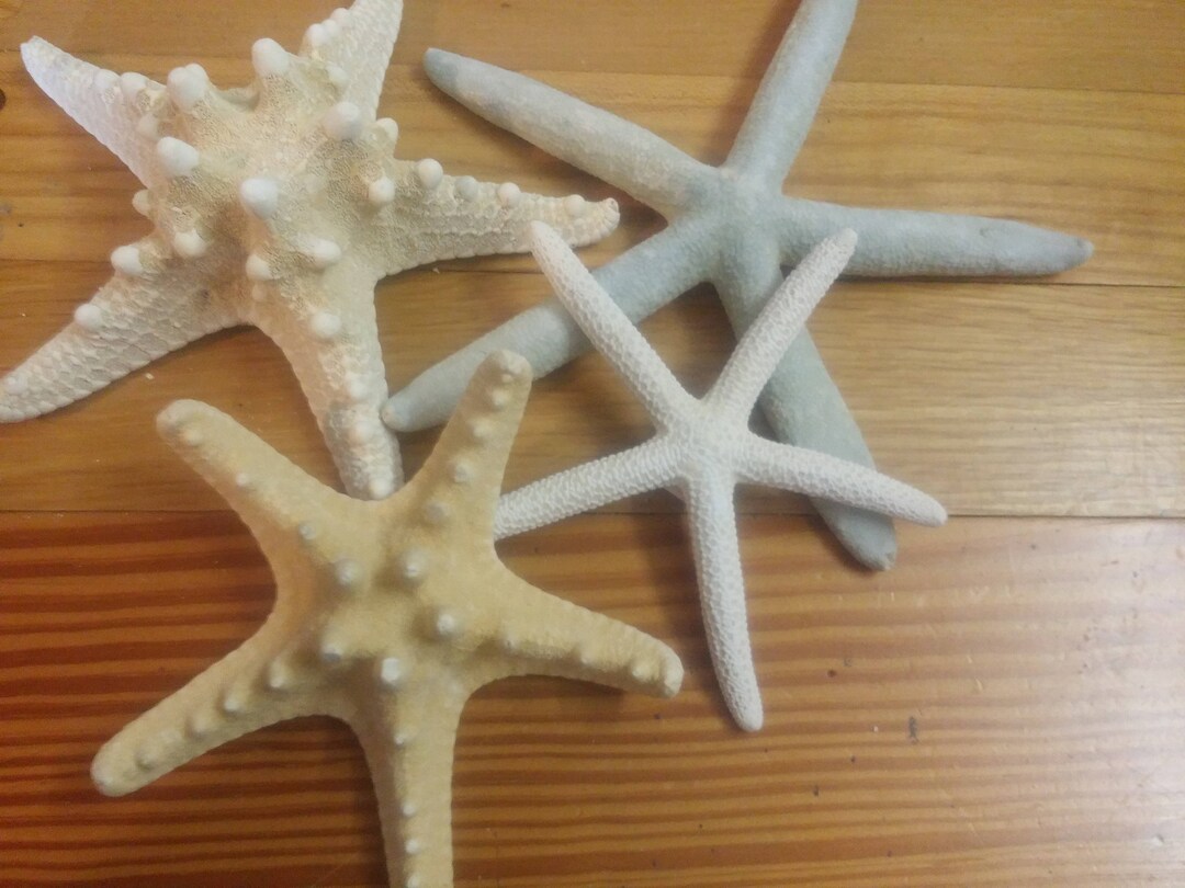 4 Pcs Mixed Starfish Collection Mud Starfish off White and Brown and ...