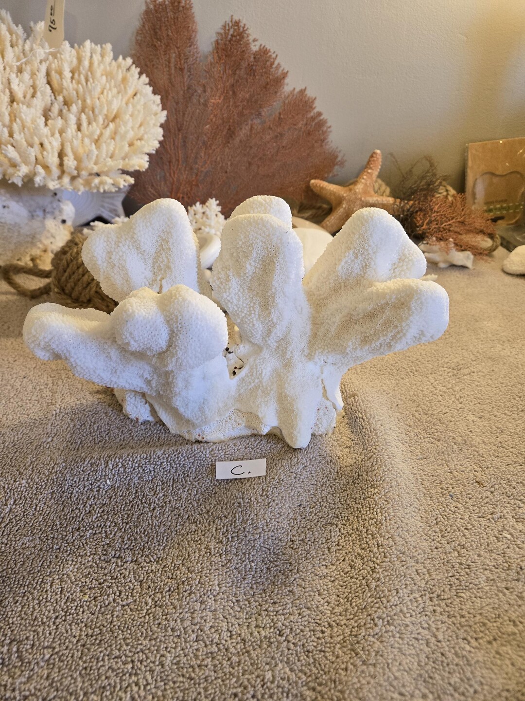 Real Coral Cat Paw Coral Genuine Coral, Natural White Sea,large White ...