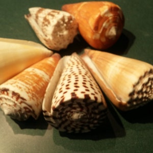 1 to 12 Small to Large Cone Shells Beige Earth Tones Seashell 1 to 3 1/ ...