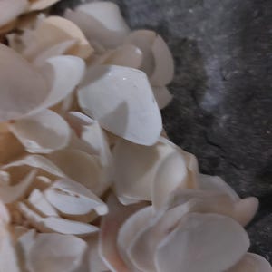 50 to 1000 White off White Clam Shell Small 2nd Quality Sale Clam Shell ...