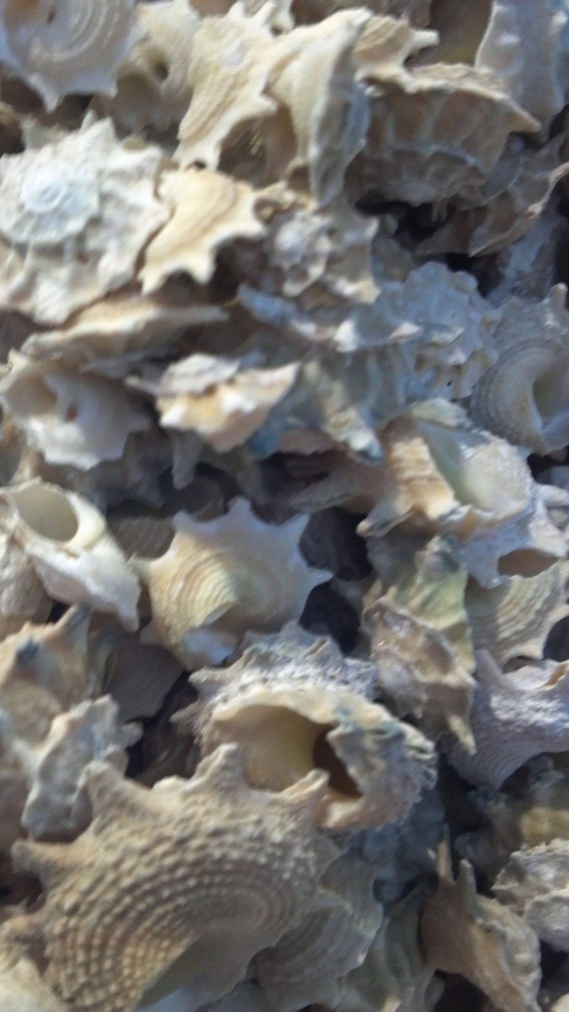 1 to 100 Astrea Calcar Turban Spurred Shells Natural Cream - Etsy