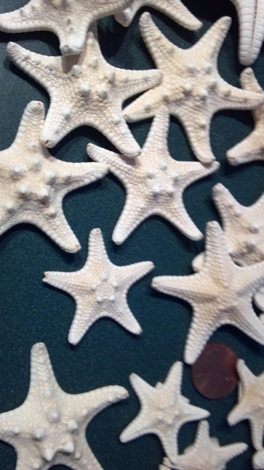 30 Small Starfish off White Sugar Knobby Starfish Bulk 1 to 2" 2 to 3 ...