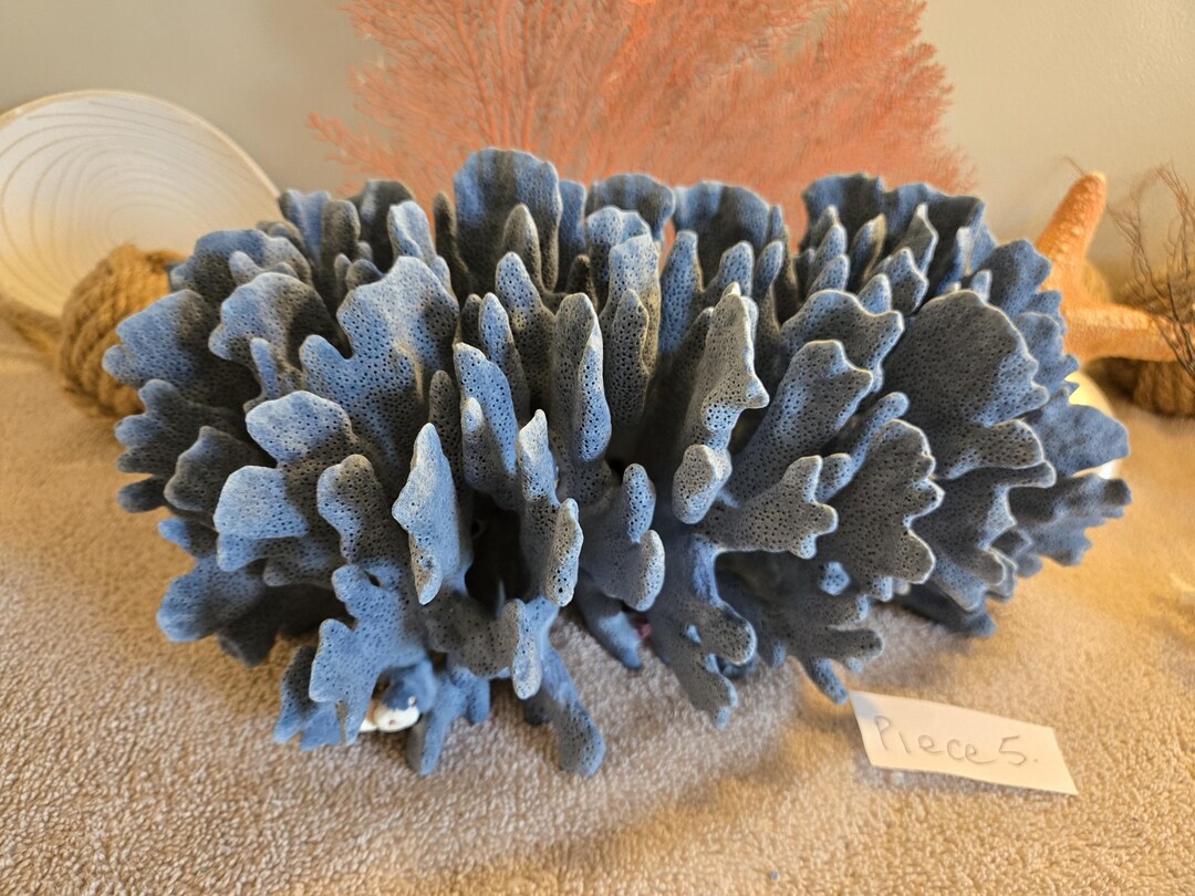D Real Blue Ridge Coral Reef Small to Medium XL Genuine Coral Natural 4 ...