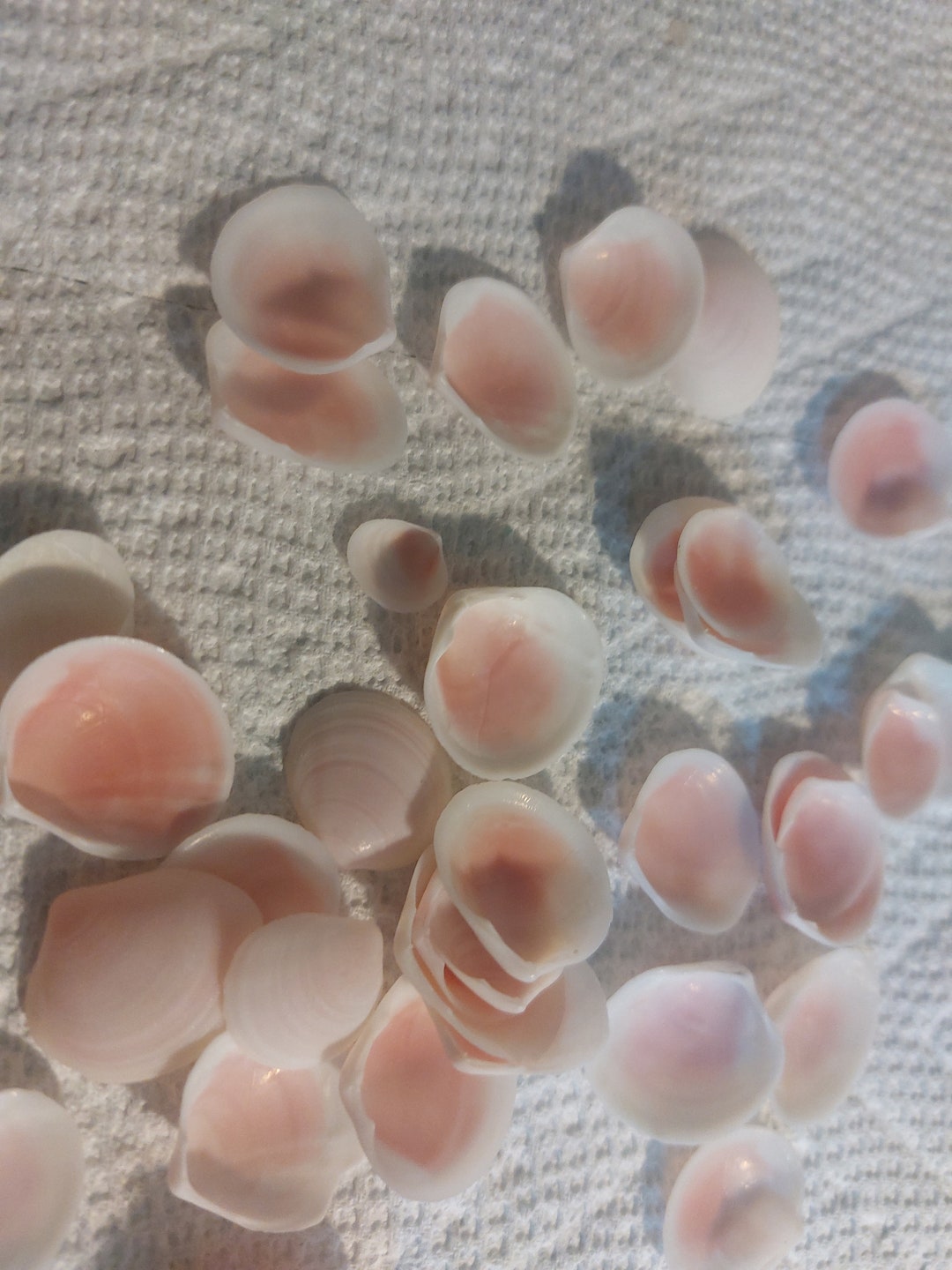 5 to 600 Pieces Rose Cups Apple Blossoms Shells Small Medium Oval Rose ...