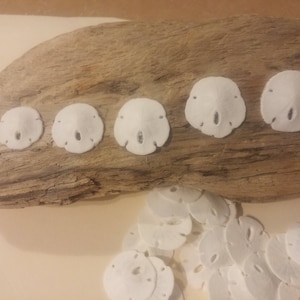 1 to 100 Mini Tiny Sand Dollars White 1/4" to 1 7/8" 2" Inch Arrowhead ...