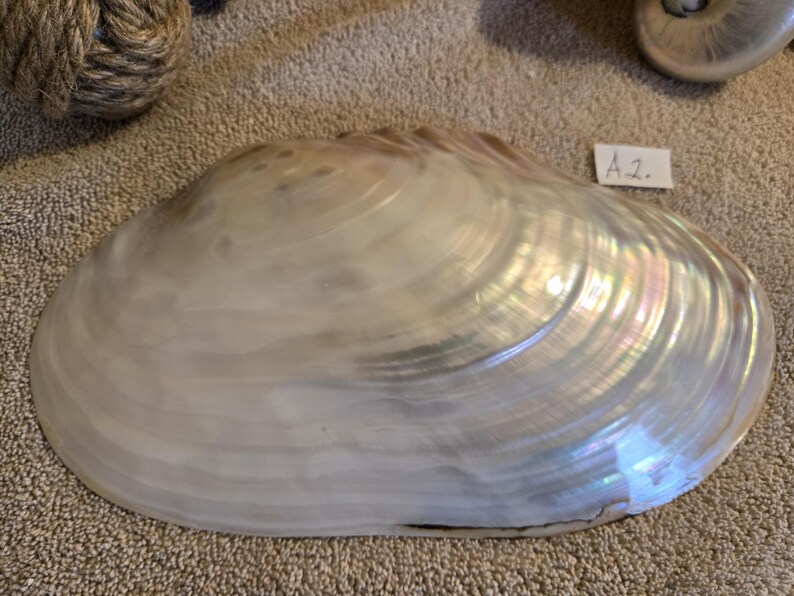 XL Mother of Pearl Mop Half Shell Clam Iridescent Extra Large Mother-of ...