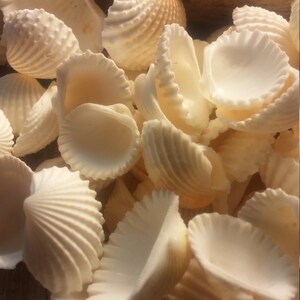 5 to 500 White Cup Shells Mini Small Ark Shells Scapha White off White ...