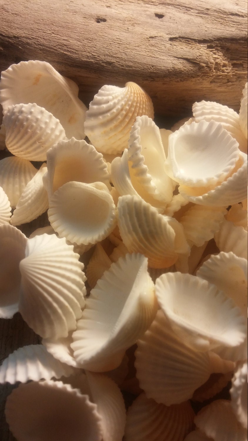 5 to 500 White Cup Shells Mini Small Ark Shells Scapha White | Etsy