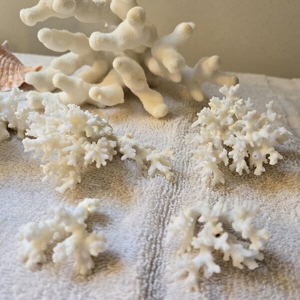 Large White Coral - Etsy