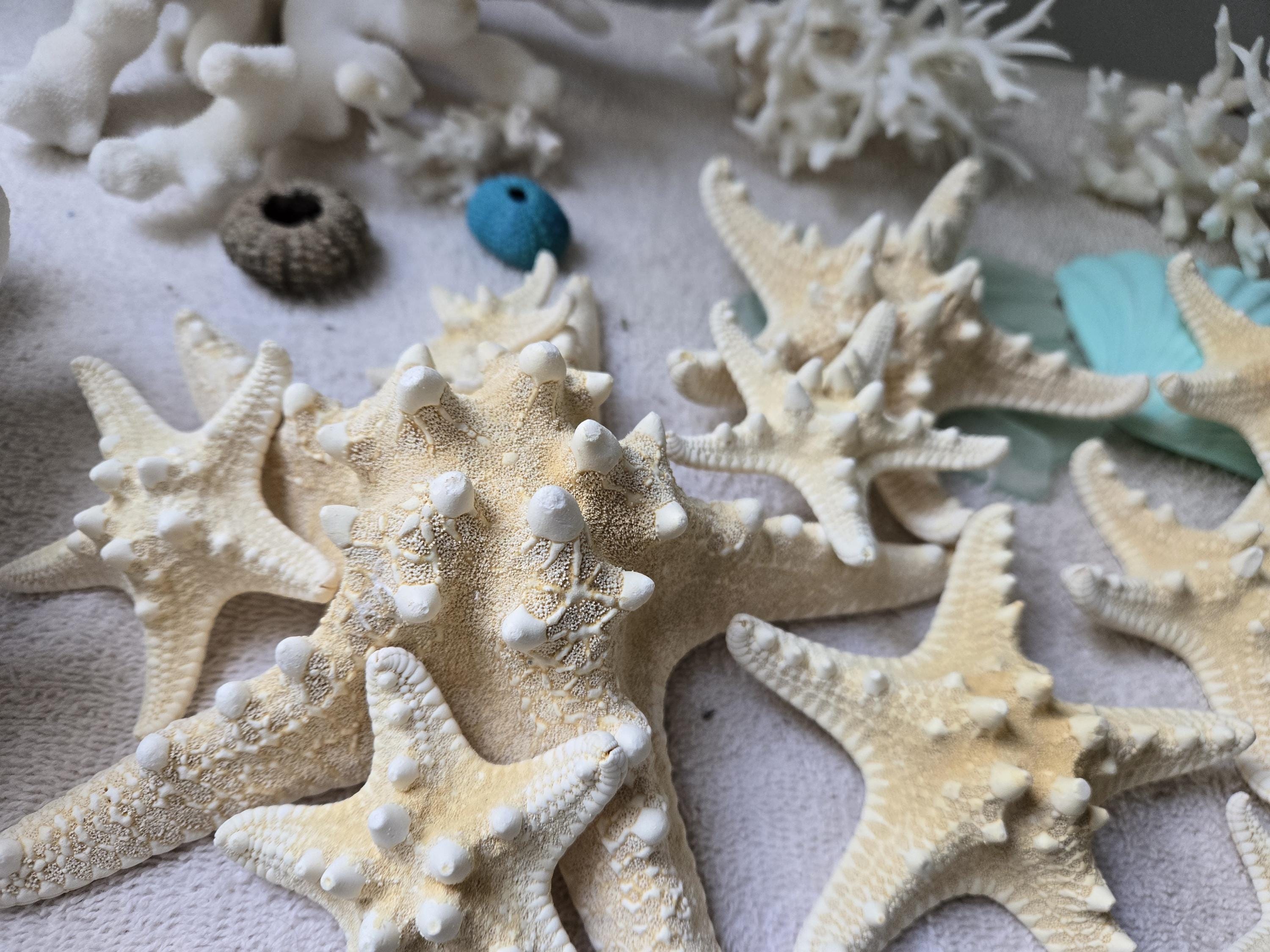 Bulk Starfish 50 Pieces Total 25 Pcs 2 3/4 to 4" Inch Finger Starfish ...