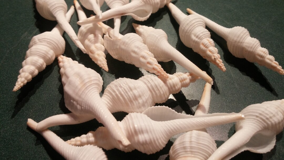 1 to 25 Spindle Shells Spiral White With Tan Flex Seashell 2.5" -4 ...