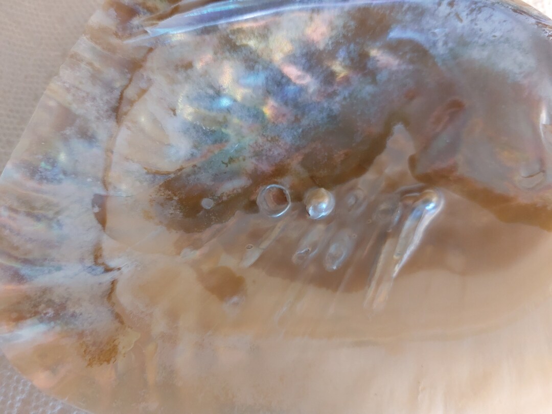 L Mother of Pearl Mop Shell Clam With Pearls Embedded Iridescent Med ...