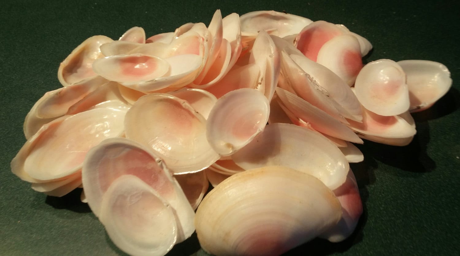 Rose Cups Shell 100 Pcs Small Medium Oval Rose Cup Clam Cockle - Etsy