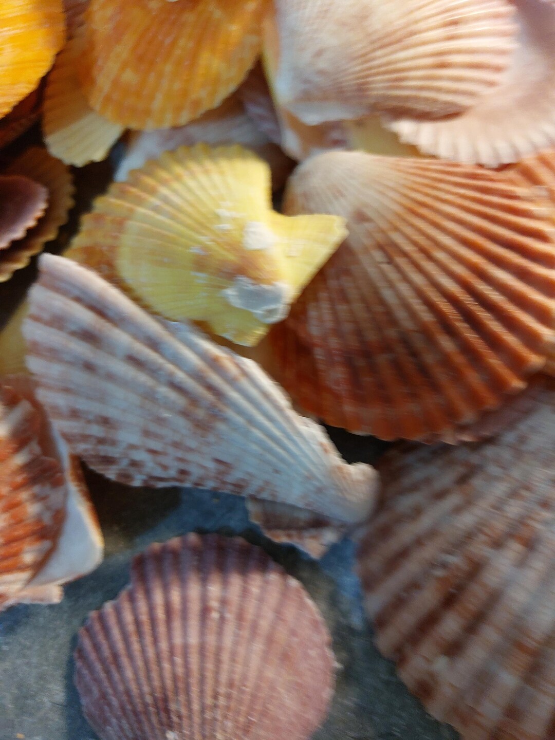 50 COLORFUL Broken Pectin Pectens Pecten Shells and Pieces Sold as is ...