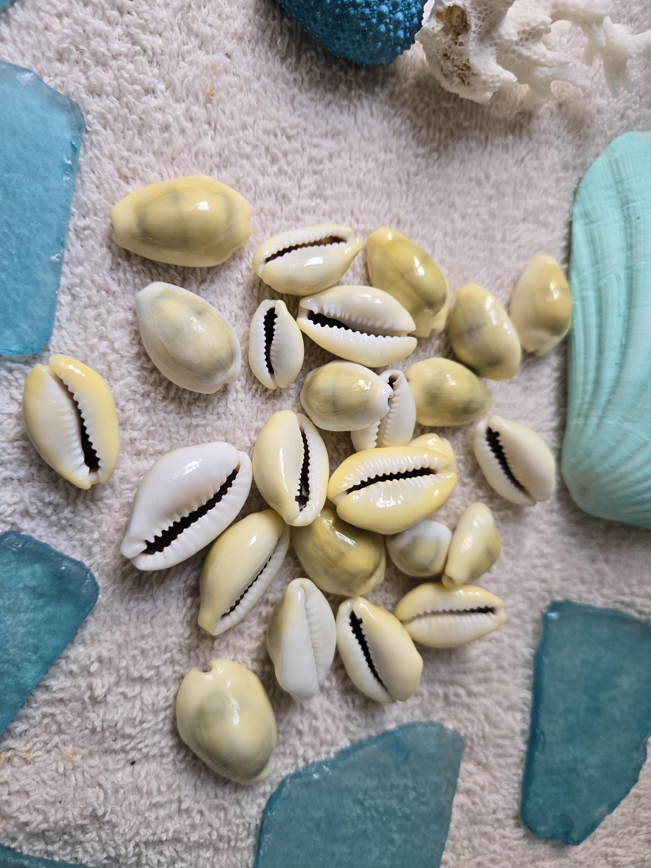 5 to 100 Pieces Cowry Open Back Shells Real Money Mula Cowrie Shell ...
