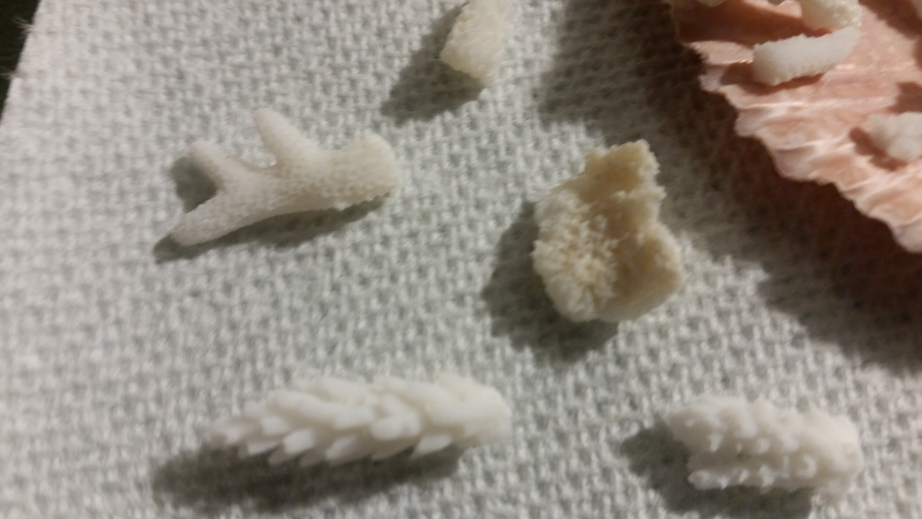 5 to 25 Broken Coral Pieces Real Coral Reef Assorted Lace | Etsy