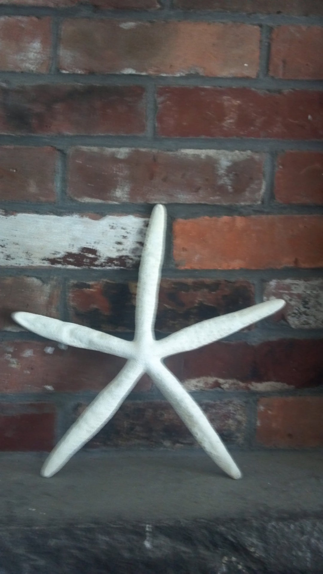 2 XXL Finger Pencil Starfish 7 - 11" Extra Large Finger Starfish ...