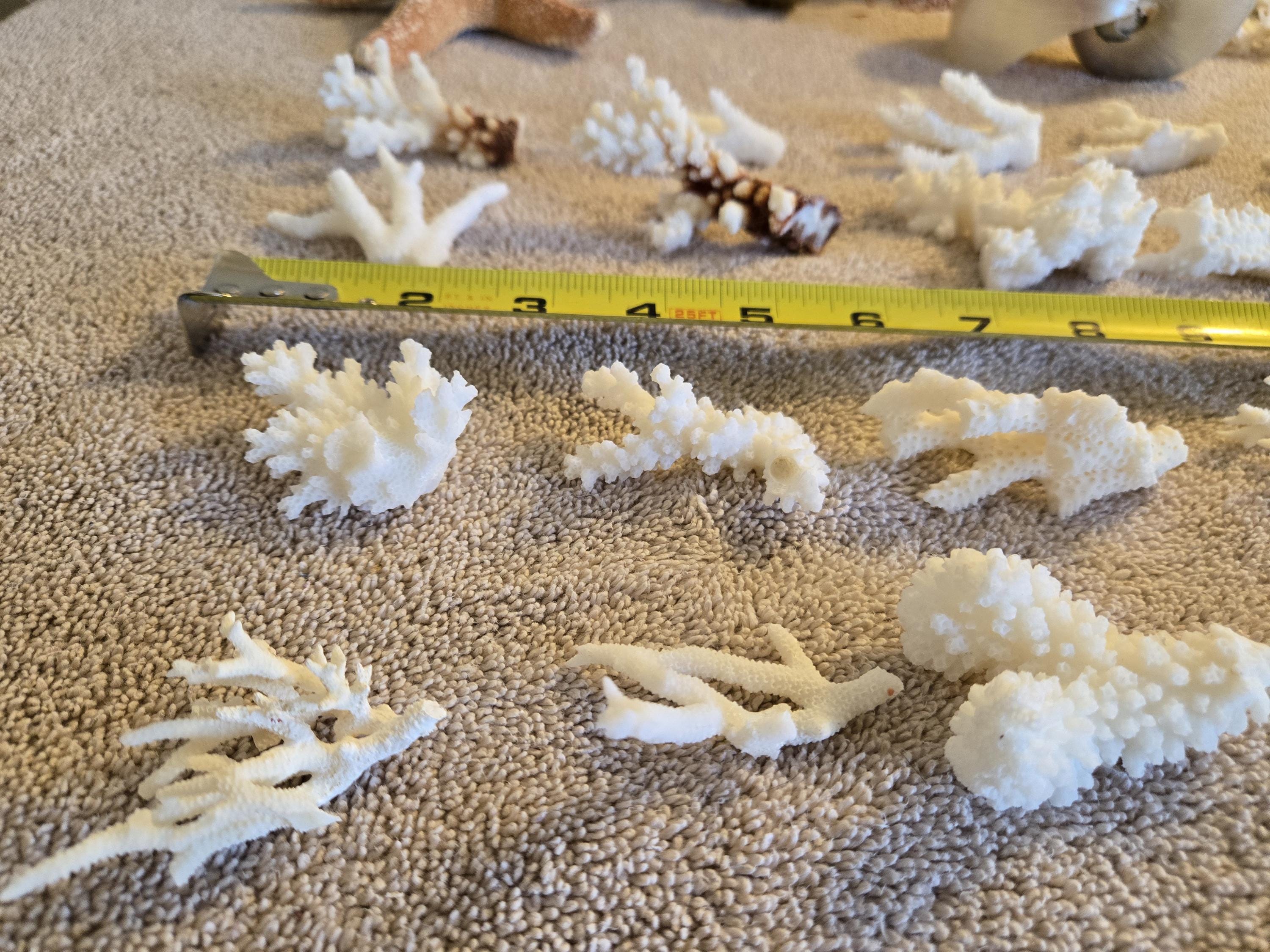 Real Coral Reef Lace Assorted Coral Pieces Natural 1/2 to 3 1/2" in ...