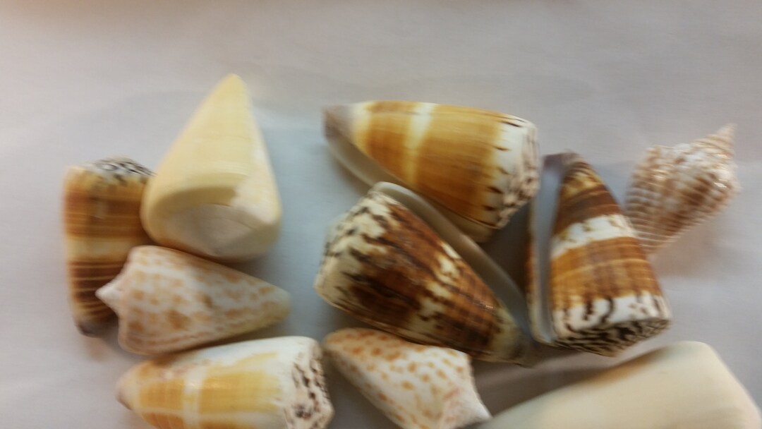 Conchas cónicas grandes, 1 a 5 piezas, tonos tierra beige, conchas ...