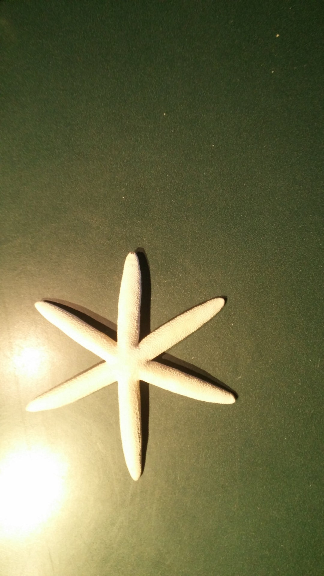 6 Armed Starfish Rare 6 Legged LUCKY 2 to 7" White Pencil Finger ...