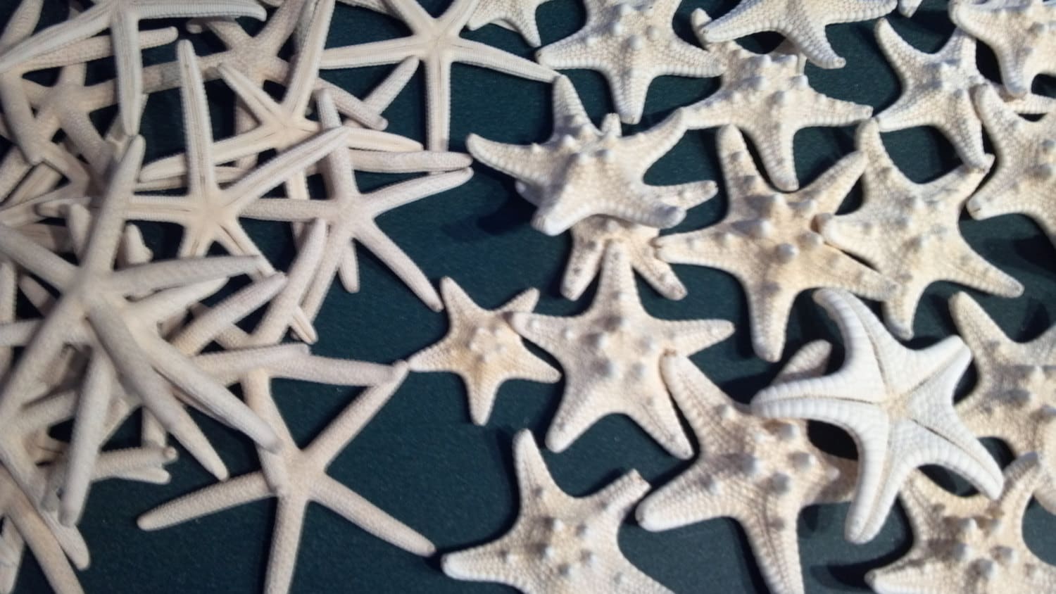Bulk Starfish 50 pieces Total 25 pcs 2 to 4 inch | Etsy