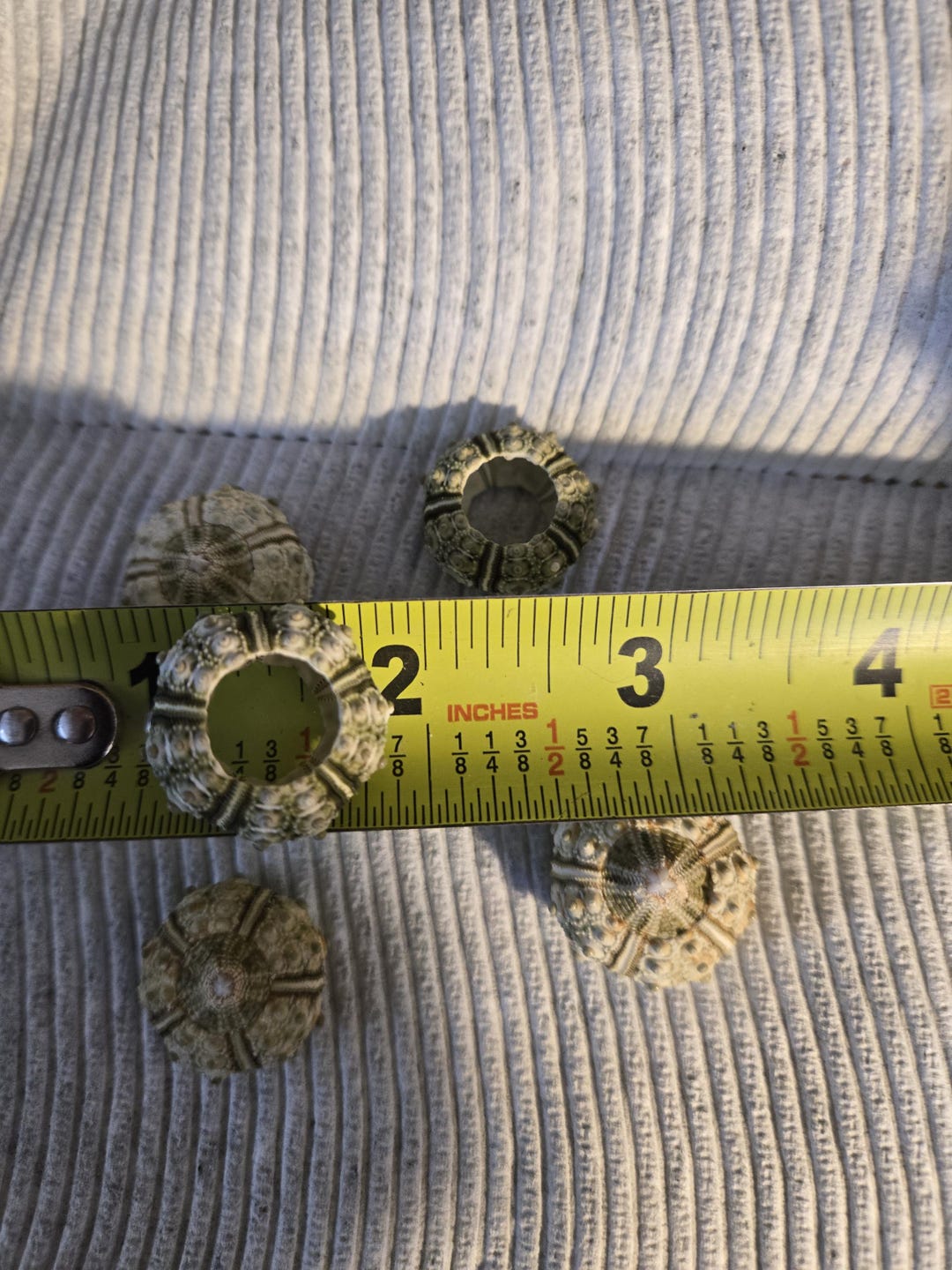 1 to 50 Green Sputnik Bumps Sea Urchin Tiny Small 3/4-1" to 1 1/4" Inch ...