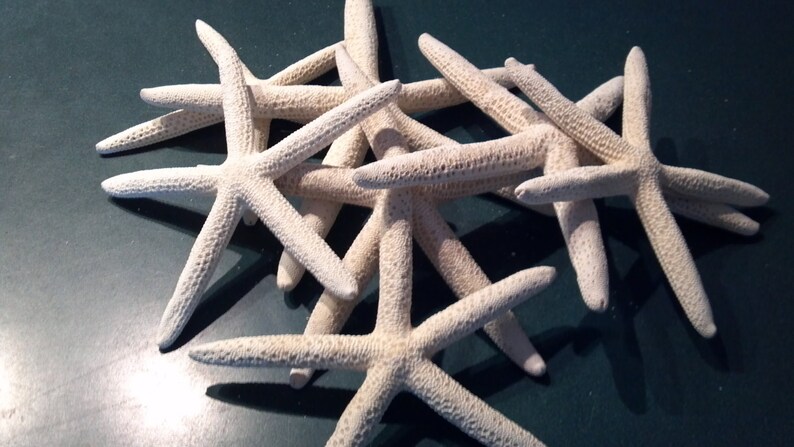4 Inch Finger Starfish 1 to 20 Pieces Bulk Natural - Etsy
