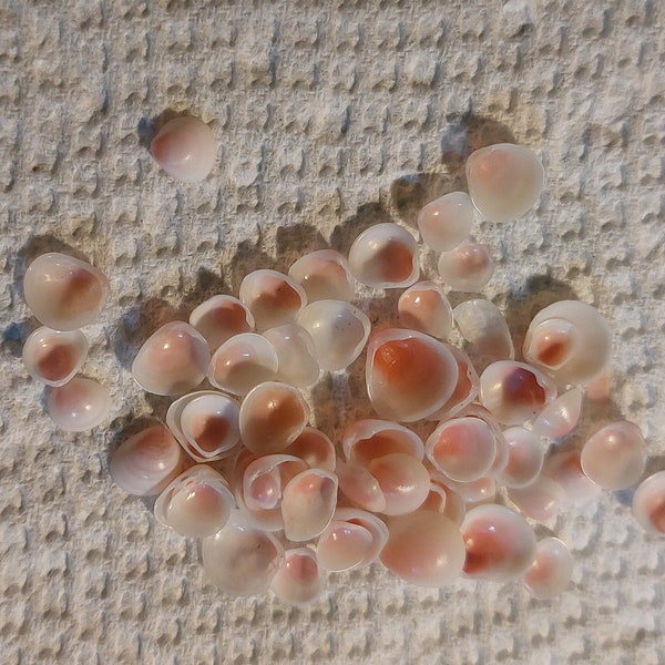 Tiny Seashells - Etsy