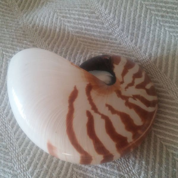 Chambered Nautilus - Etsy