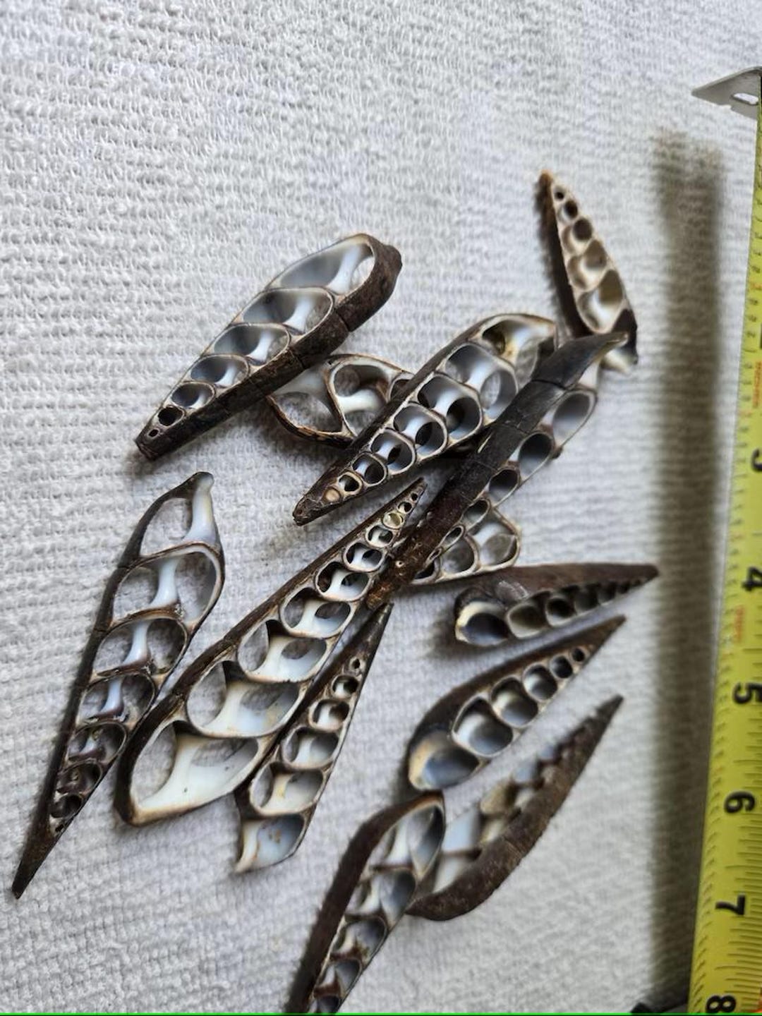 100 TEREBRA Turritella Black Duplicata Cut Shells Sliced Shell Jewelry ...