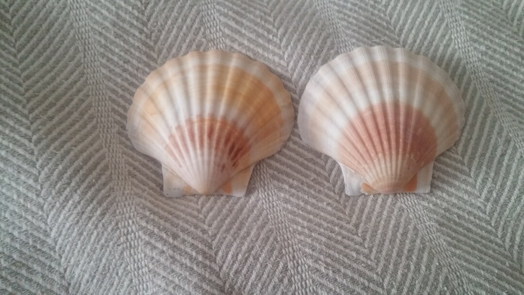8 Pcs Irish Baking Deep Shell Ibs Pecten Pectin Scallop 3 to 4 1/4 3 1/ ...