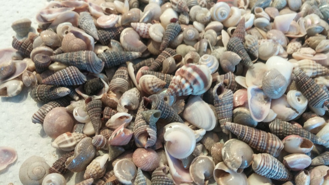 1 Oz to 12 Oz Tiny Indian Shells Mix Natural Earth Tones Seashell Tiny ...