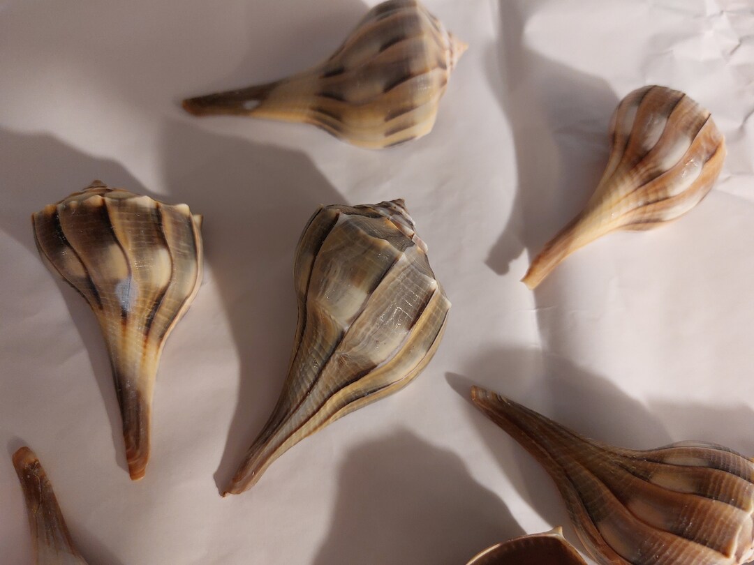 Lighting Whelk Shells Busycon Contrarium Seashell 15 Pcs 1 to 3" or 2 ...