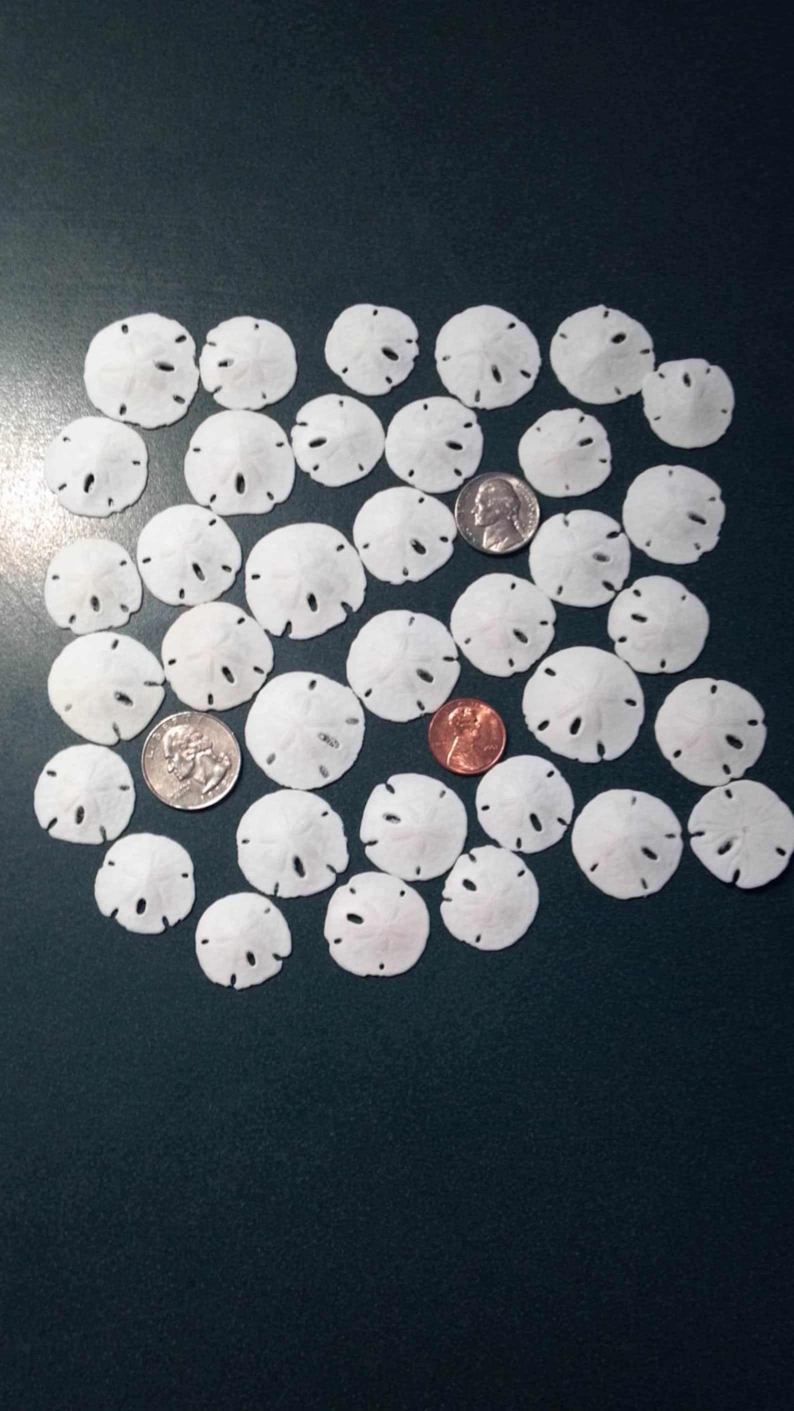 5 to 500 Tiny Small Sand Dollars White 17/32- 1/2"to 1 1/8-1 1/4" Tiny ...