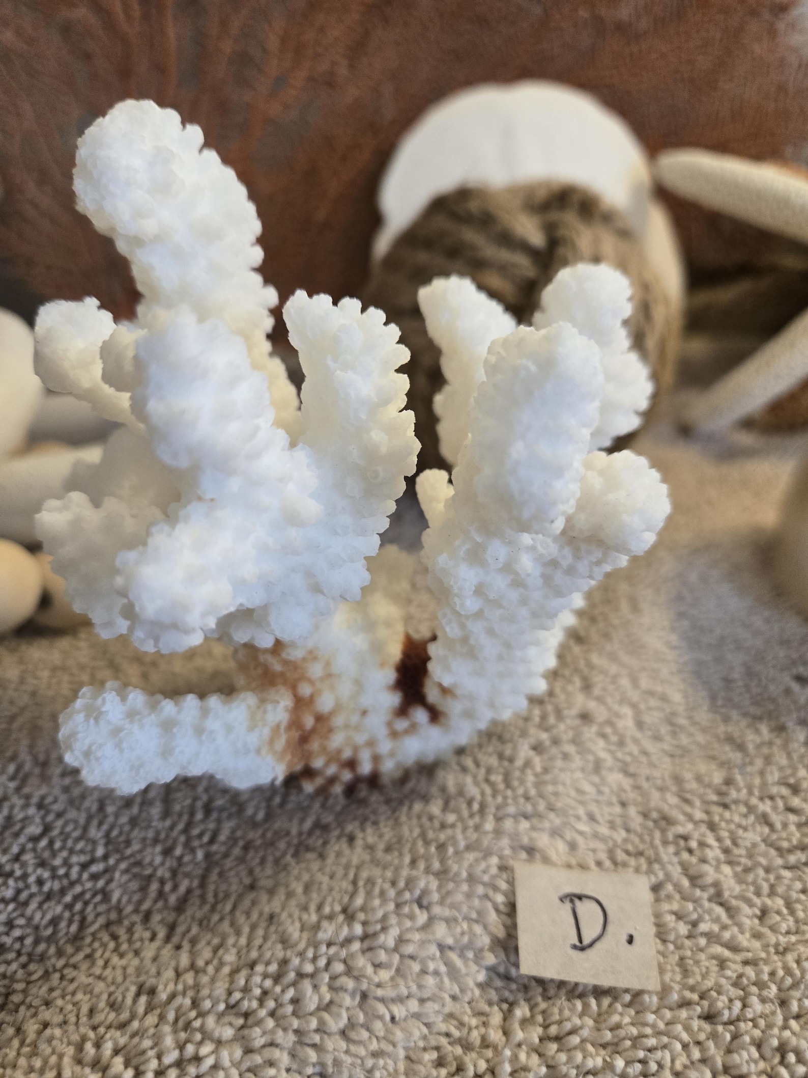 Real Coral Reef Large Brown Stem Coral Natural 2 to 6" 6 1/2 to 9 ...