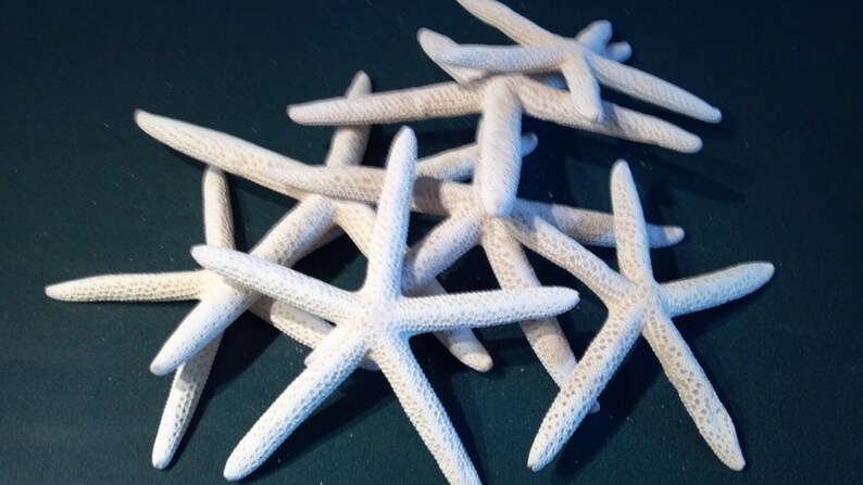 4 Inch Finger Starfish 1 to 20 Pieces Bulk Natural - Etsy