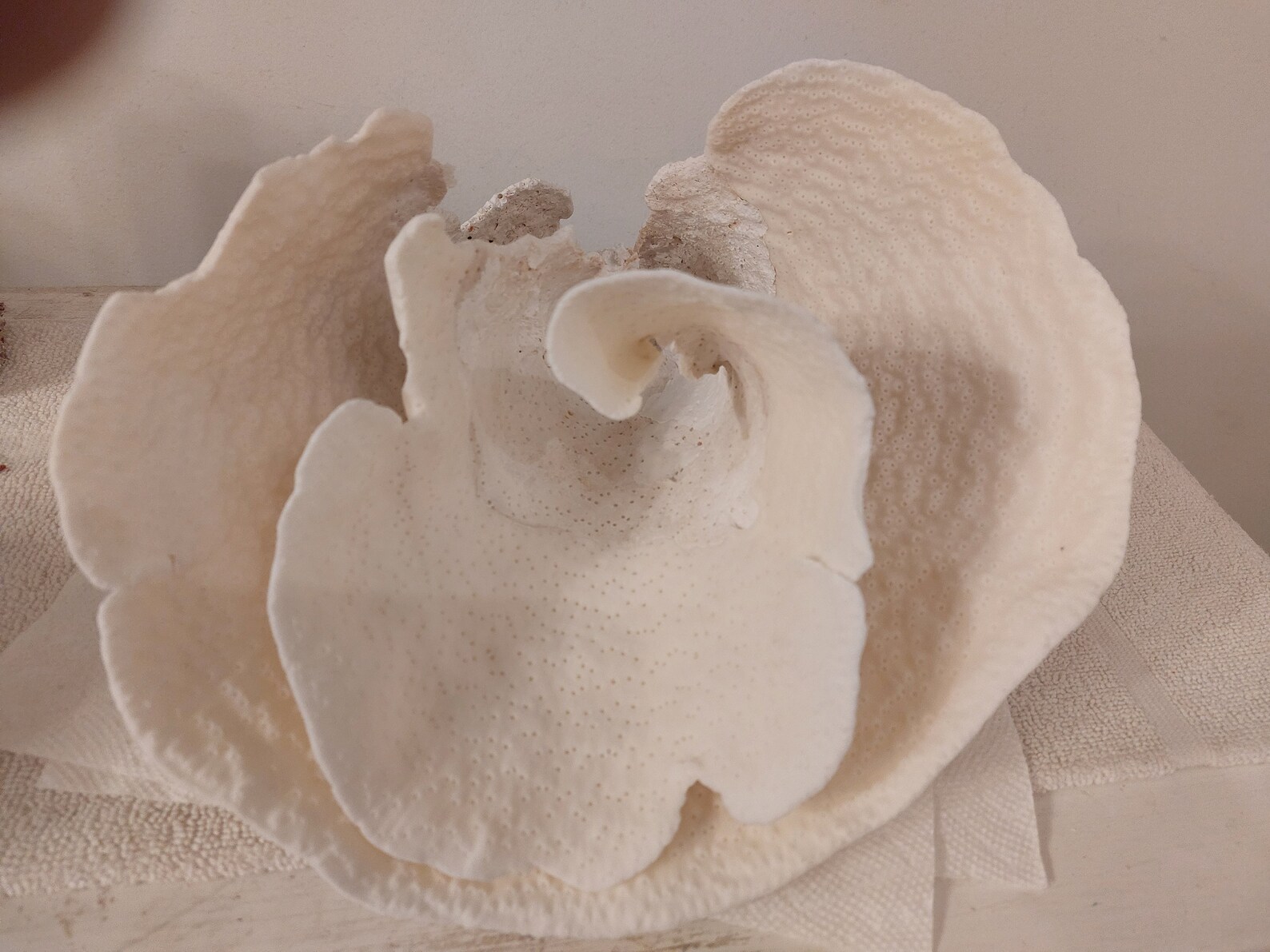 Real Reef CUP Coral Exotic Coral Natural Approx 6 to 9 - Etsy