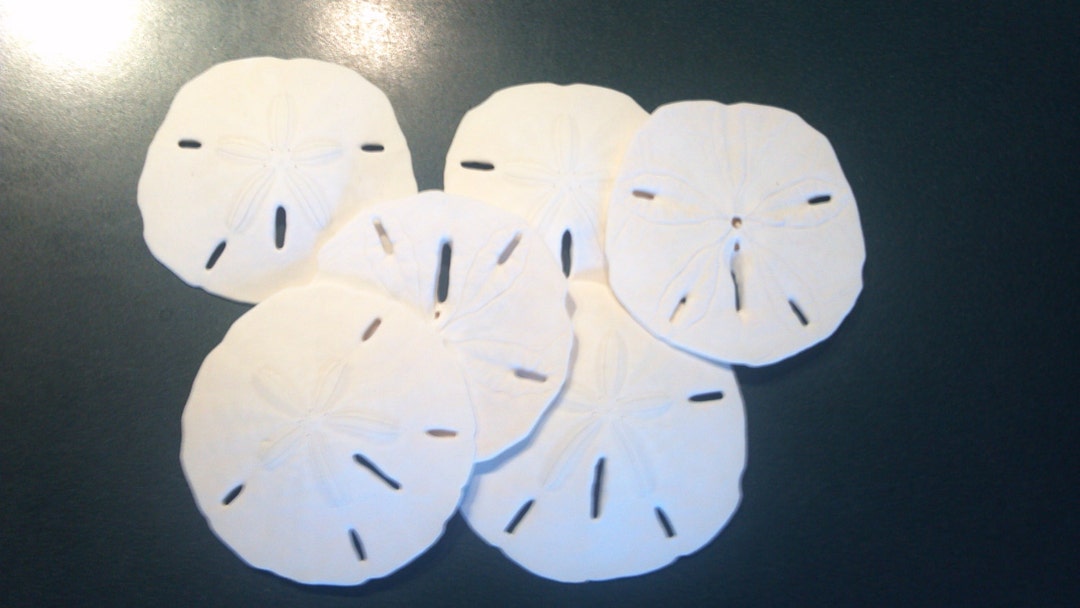 1 to 10 Pieces Real Sand Dollars Sanddollars 2 1/2"- 2 3/4" to 3" off ...