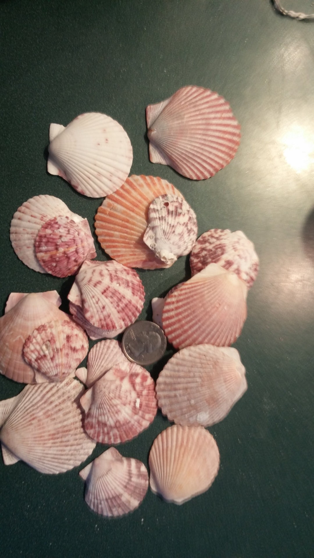 1 to 12 Calico Bay Scallop Pectin Pecten Shells Seashell White and Pink ...