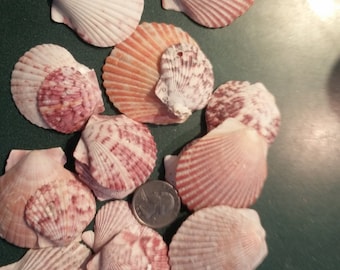 Calico Scallop Shell | Etsy