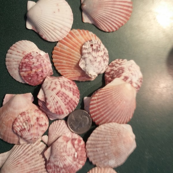 Calico Scallop Shell - Etsy