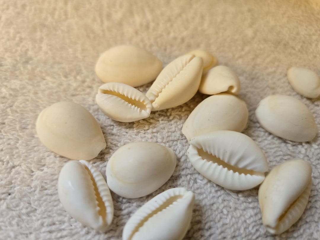 3 Upto 100 Cowrie Shells White Cowries Cypraea Annulus Open Back ...