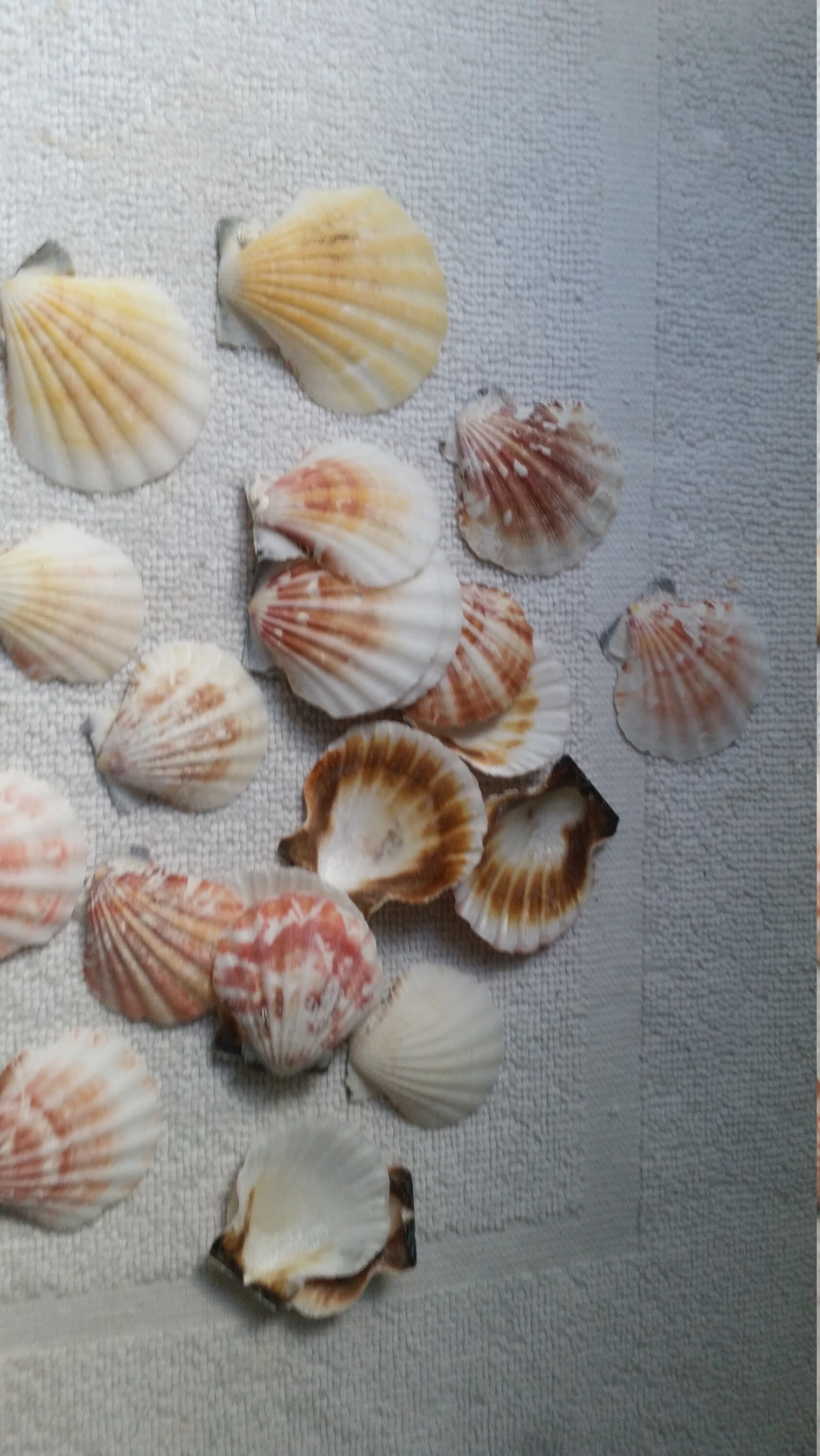 Pecten Pectin Vexillum Pastel Scallop Shell 2nd Quality 5-100 Pcs Sea ...