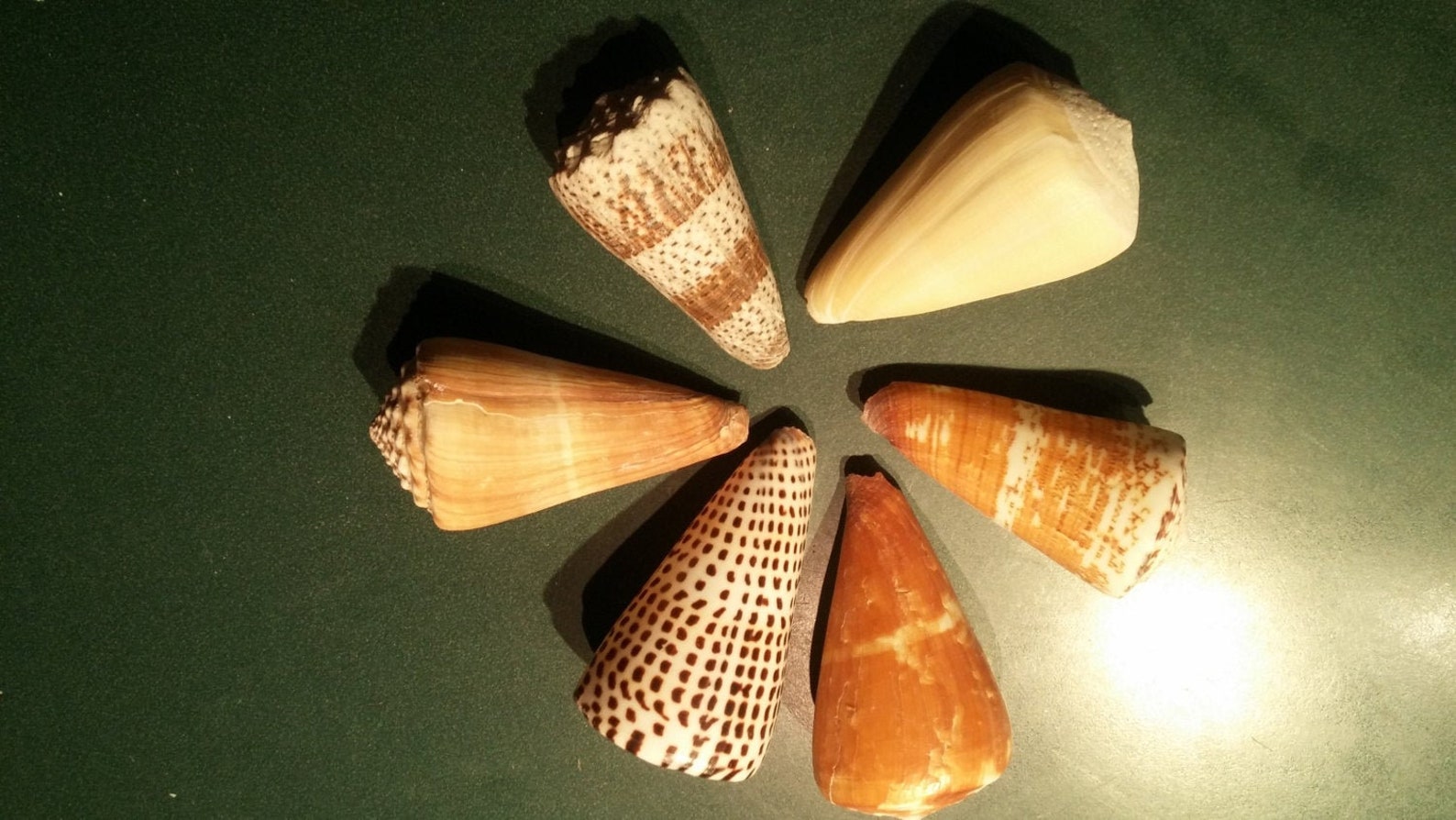 1 to 12 Small to Large Cone Shells Beige Earth Tones Seashell | Etsy