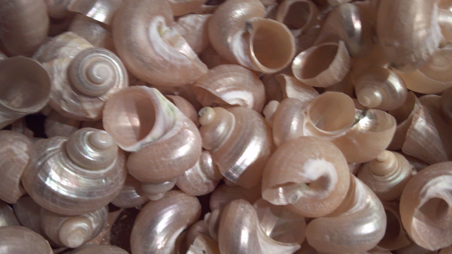 1 to 200 Pearl Gold Turbo Shells snail Iridescent Pearl Turbo | Etsy