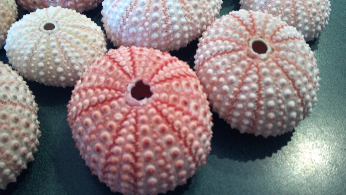 5 to 50 Sea Urchin Bulk Pink Sea Urchin 1 to 2 | Etsy